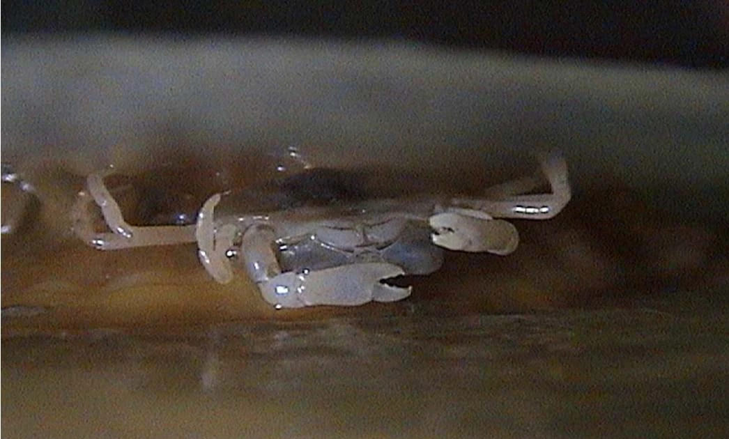 Cận cảnh loài cua đậu đặc biệt mới phát hiện ở Việt Nam