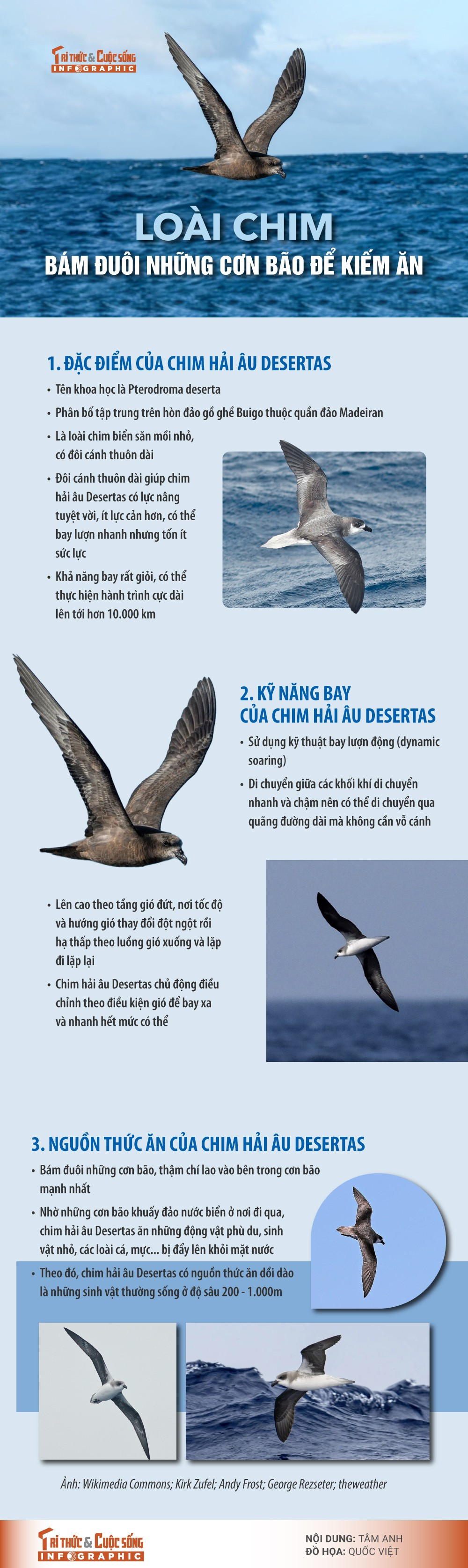 [INFOGRAPHIC] Chim bám đuôi bão kiếm ăn độc đáo