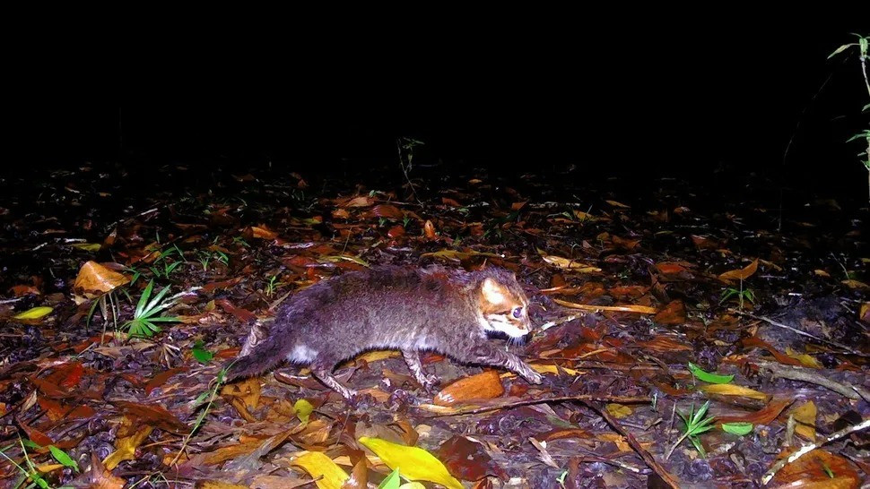 Flat-headed cats reappear in Thailand after disappearing for 30 years.