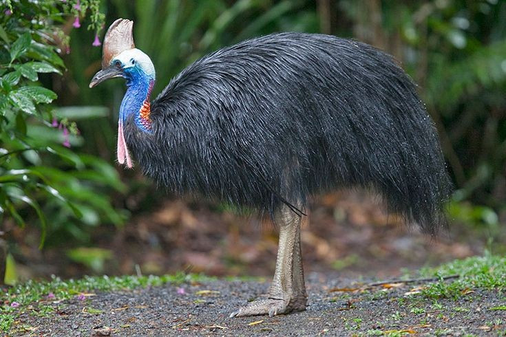 L'autruche à crête : le mystérieux oiseau géant de la jungle.